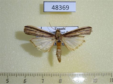 Pyralidae Sp Uganda Fareastinsects