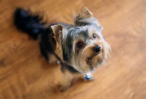 How To Cut Yorkie Hair PatchPuppy Com