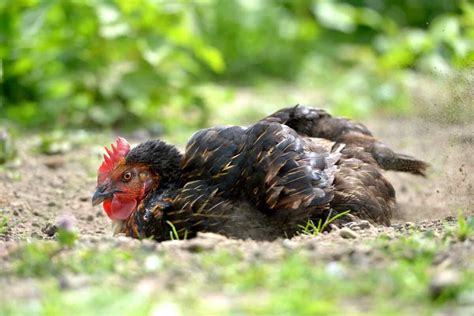 Chicken Mites How To Identify And Get Rid Of Them