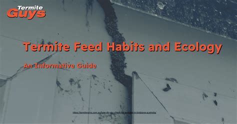 Termite Feeding Habits And Ecology An Informative Guide For Homeowners Termite Guys Brisbane