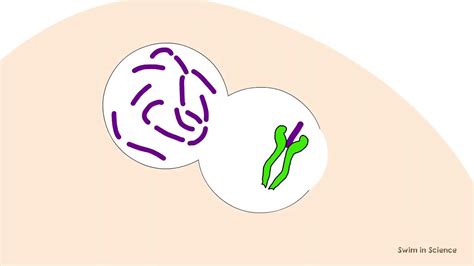 Understanding The Exogenous Pathway Of Antigen Processing And