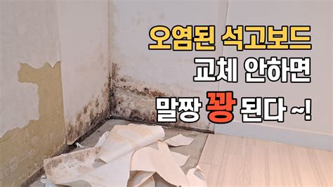 우리집 곰팡이 냄새의 원인은 벽지속 곰팡이와 오염된 석고보드 Youtube