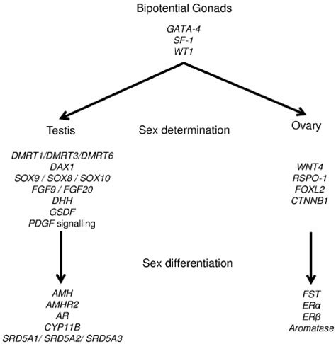 Genes Involved In Sexual Development Download Scientific Diagram