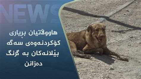 رێکخراوە ئاژەڵ دۆستەکان دژی کردنەوەی پەناگەن بۆ کۆکردنەوەی سەگی بێلانە Youtube