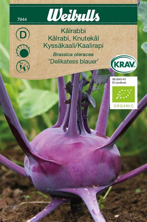 Glaskål Kålrabi Lilla Brassica Oleracea Delikatess Blauer Mængde
