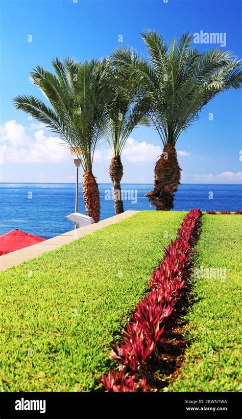 Ribeira Brava Seafront Madeira Island Grass On Green Roof With Red