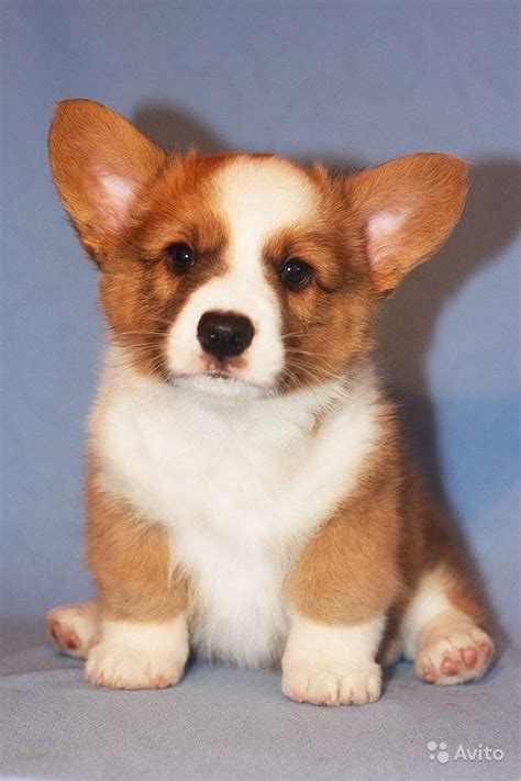 Собака с большими ушами и короткими лапами порода с фото и названием