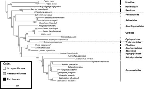 Mitogenome Phylogeny Of Orders Scorpaeniformes Gasterosteiformes