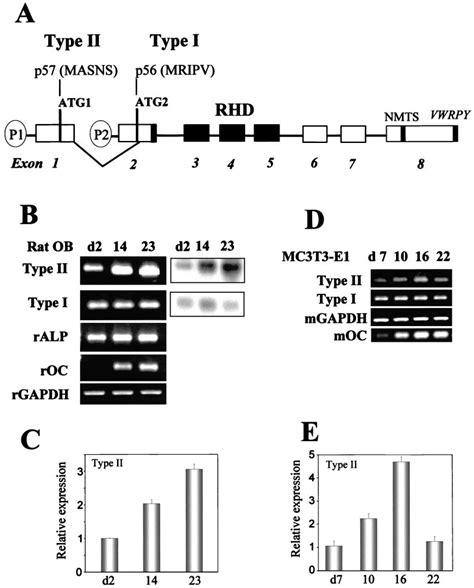 Expression Of Cbfa1 Transcripts During Growth And Differentiation Of Download Scientific