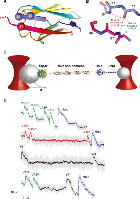 Figure 1 From Stochastic But Highly Coordinated Protein Unfolding And Translocation By The Clpxp