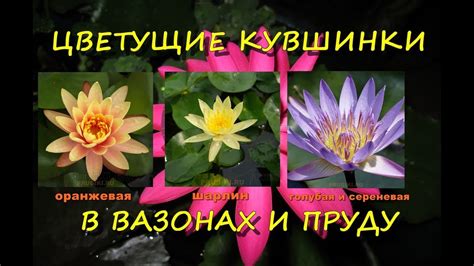 Растения для пруда - Наши цветущие водные лилии (кувшинки) Шарлин ...