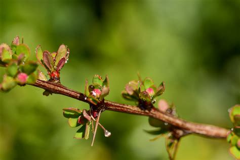 경치가 좋은 고요한 그림 같은 녹색 녹지 농촌의 다채로운 목가적인 무성한 물 물방울 반짝반짝 빛나는 밝은 방울 배경을 흐리게 보케 빗방울