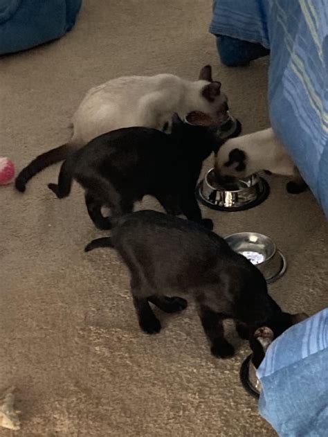 Photo Dump Of Black Housepanthers Rhousepanther