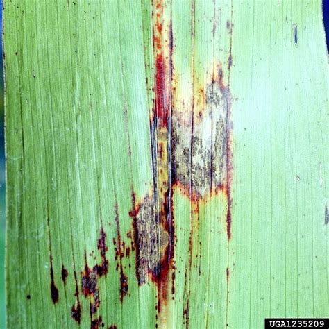 Dúvidas Agropecuárias Antracnose Quais São As Causas Os Sintomas E