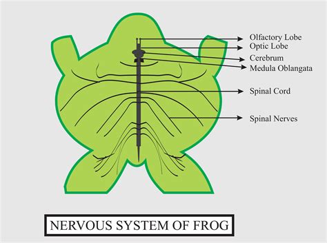 Frog Spinal Cord