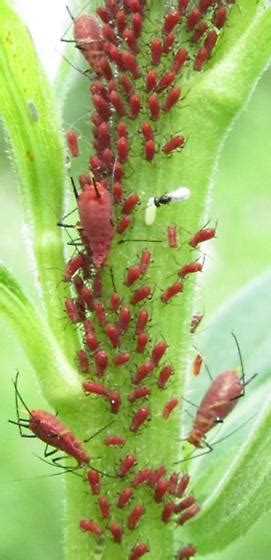 Aphids Bugguidenet