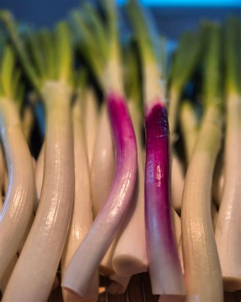 산하 저랑 의형제같은 지환이형님이 야키산하에 몸에 좋은 함양파를 보내주셨습니다 함양파는 겉모습은 대파처럼 보이지만 실제로는 양파 품종이기에 양파의 모든 영양분을