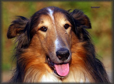 Scottish Shepherd