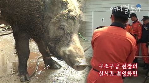 시청자 요청🚛 너가 왜 여기서 나와💥마을에 출몰한 야생 멧돼지의 운명은 Kbs 긴급구조 119 030527 방송 Youtube