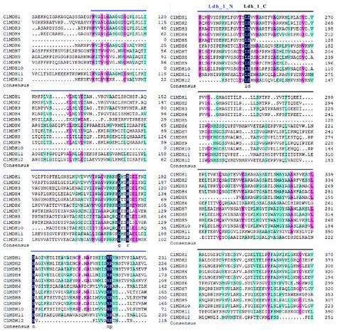 Multiple Sequence Alignment Analysis Of Chinese Fir Clmdh Protein The