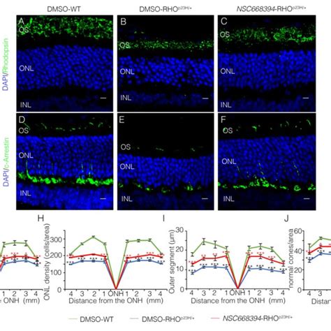 Two Months Old Nsc668394 Treated Rho P23h Mice Show Retinal Download Scientific Diagram