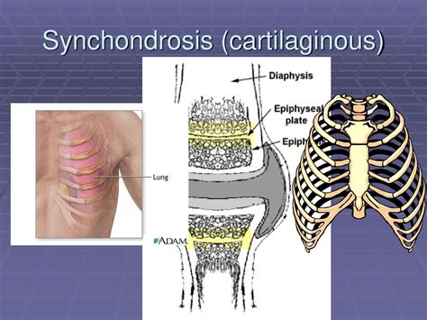 Chapter 7 And 8 Bones And Joints Ppt Download