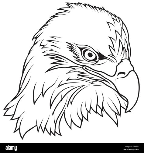 Bald Eagle Head Stock Vector Image And Art Alamy