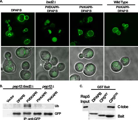 Cps1 Ntd Mutant E7r Specifically Impacts Rsp5 C Lobe Binding A