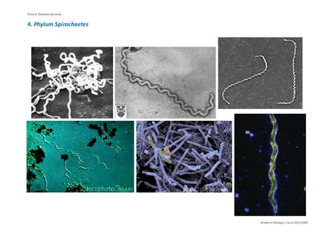 Phylum Spirochaetes Tema 6 Dominio Docsity