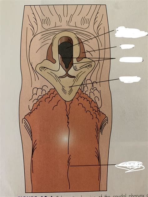 Figure 13 6 Diagram Quizlet