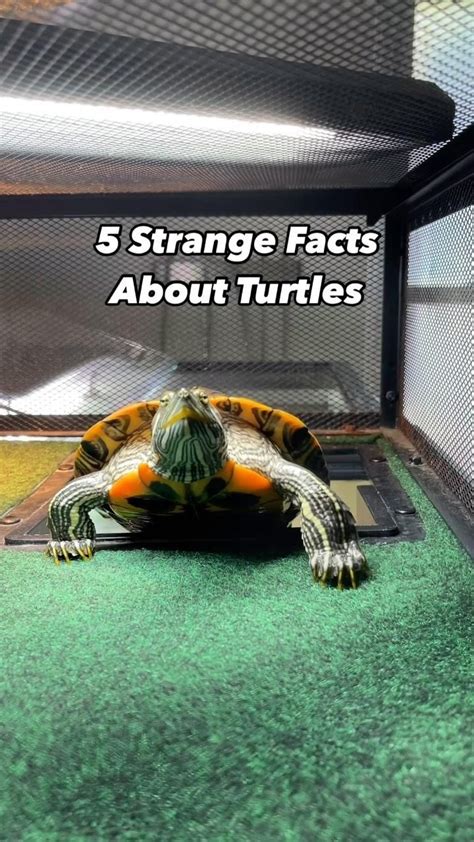 Did You Know Turtles Have A Spooky Side 👻🐢 Check Out These 5 Strange