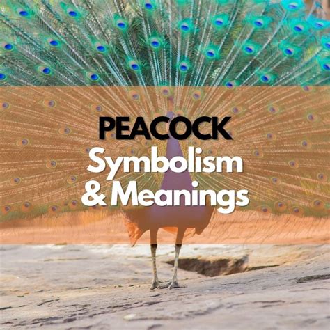 Peacock Symbolism Meanings And History Symbol Genie