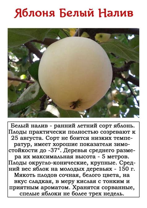 Яблоки Белый налив: описание сорта, фото, отзывы, полезные свойства ...