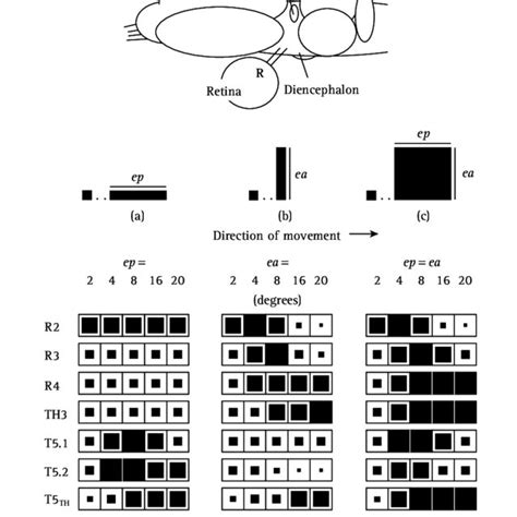 Pdf Stimulus Perception