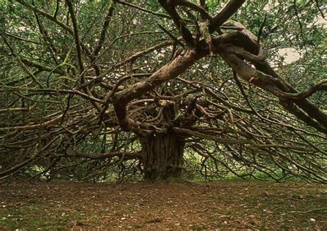 Yew Tree Resilient Evergreen With Ecological Significance