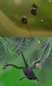 African Dwarf Frogs Detailed Guide Care Diet And Breeding Shrimp