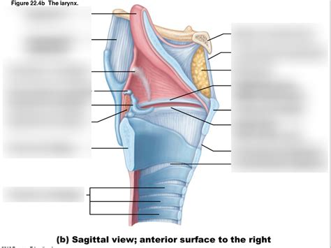 The Larynx Sagittal View Diagram Quizlet