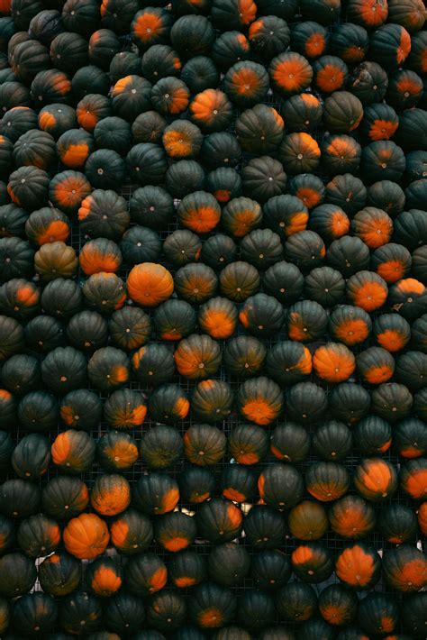 가을 가을 색 가을 장식 건강한 식생활 견과류 계절 계절 장식 구성 날 음식 노란 옥수수 농업 농작물 농장 다이어트 대추 떨어지다 러스틱 말린