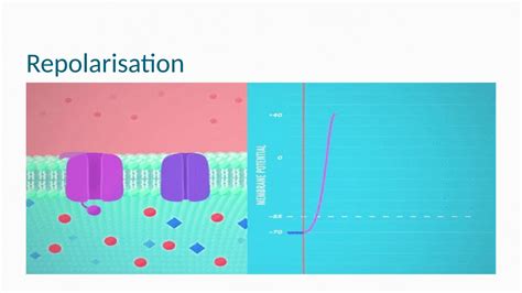 Nerve Conduction Physiology And Anatomy1 Ppt
