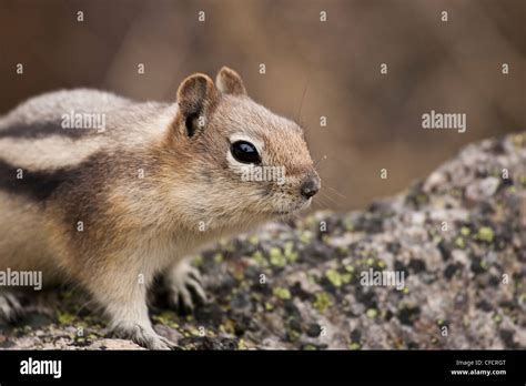 Golden Mantled Ground Squirrel Callospermophilus Lateralis Stock