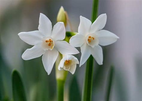 How To Grow Paperwhites 🏡🌸 Easy Steps For Stunning Aromatic Flowers