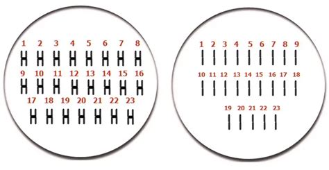 Differenze Mitosi E Meiosi In Sintesi SCHEMA MEDICINA ONLINE