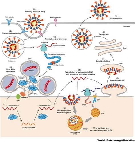 The Biogenesis And Transport Of Triglyceride Rich Lipoproteins Trends In Endocrinology Metabolism