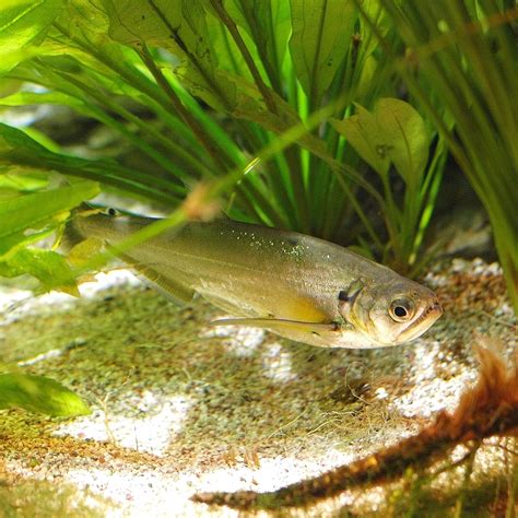 Payara Vampire Tetra Care Guide Tank Setup Diet And More