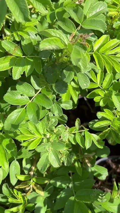 🌺Роза Царица Севера.КРУПНЫЕ и КРАСИВЫЕ цветки покрывают куст от начала ...