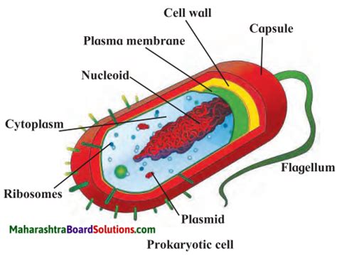 Cell Structure And Micro Organisms Class 7 Science Chapter 11 Questions
