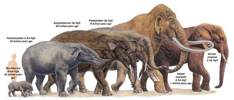 Facts About Elephants Extinction At Barbara Oneal Blog