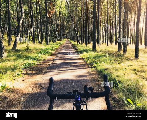 Front View Bicycle Road Bicycle Handles With Forest Tree Background In