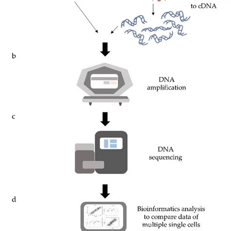Pdf Single Cell Genomic Analysis In Plants