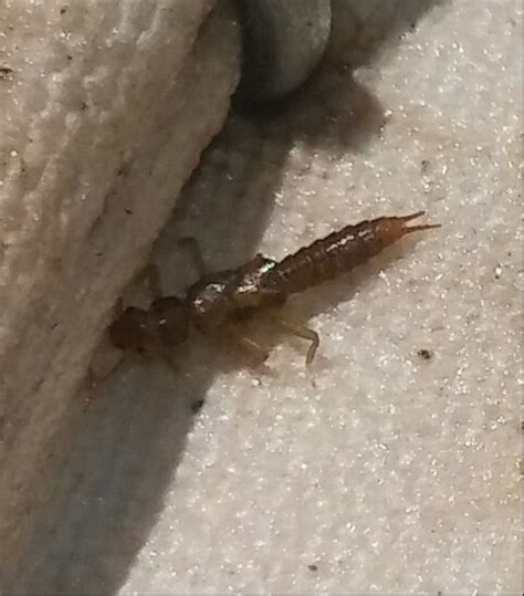 Nymph BugGuide Net